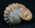 Bumpy, Enrolled Barrandeops (Phacops) Trilobite - Great Color (#10597 ...