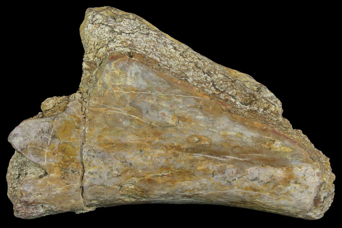 2.6" Permian Amphibian Fossil Bone - Texas (#153757) For Sale ...