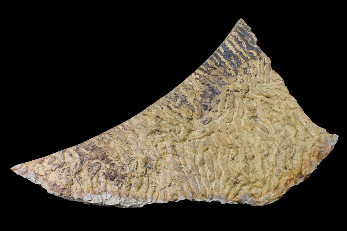 9.4" Fossil Microbial Mat - Oklahoma (#155989) For Sale - FossilEra.com