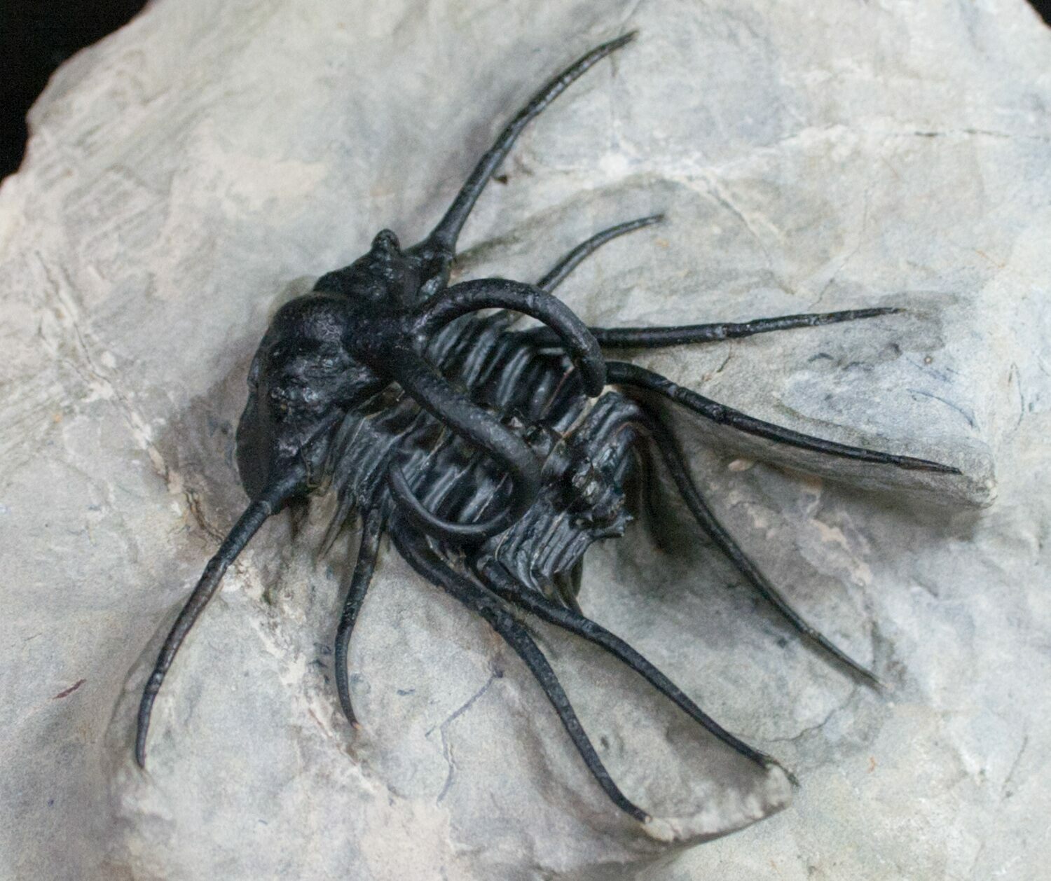 Alien Looking Dicranurus Monstrosus Trilobite For Sale (#10603 ...