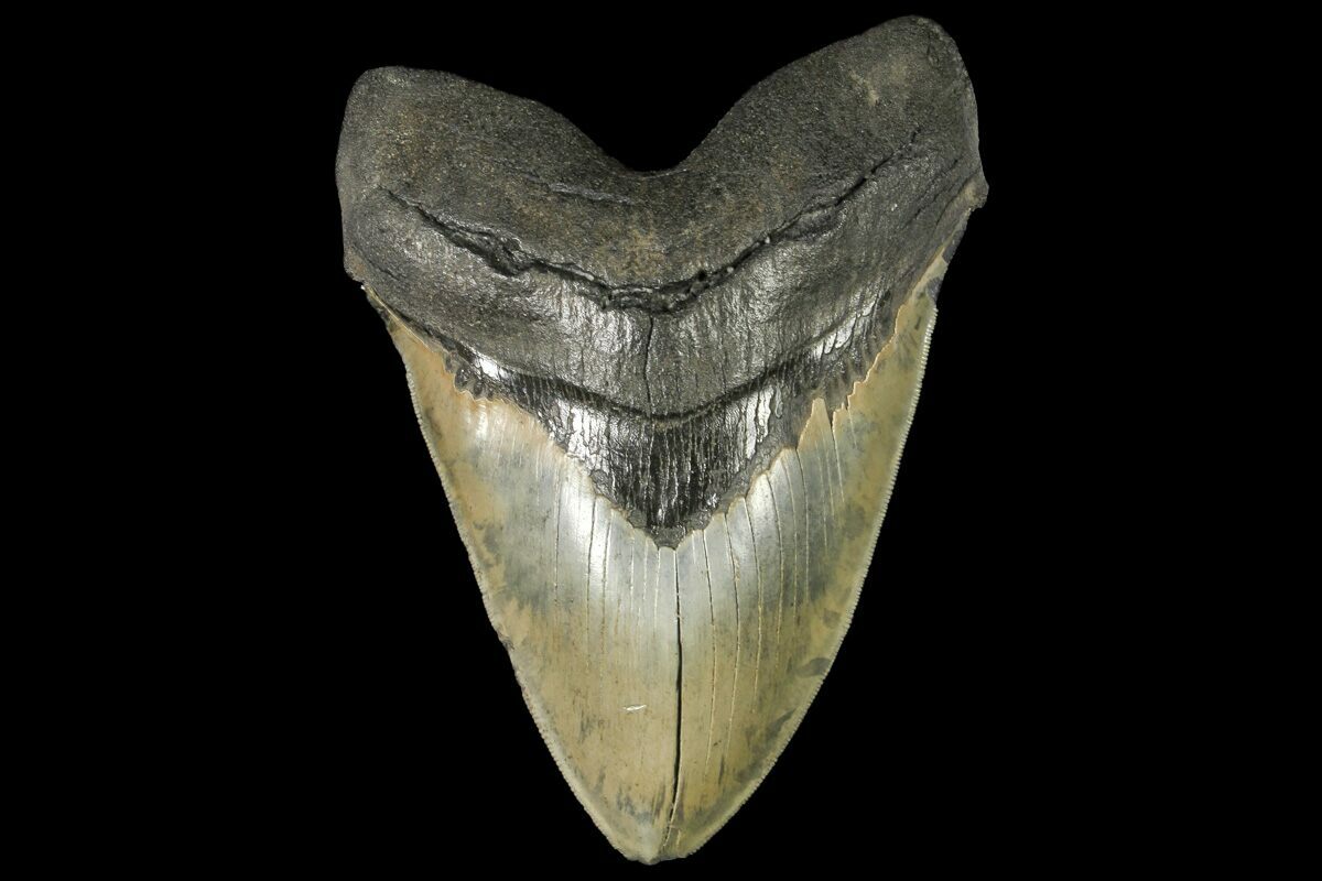 Serrated, 6.10" Fossil Megalodon Tooth - Monster Meg Tooth For Sale ...