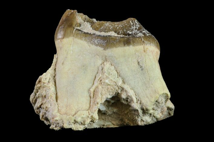 1" Oreodont (Merycoidodon) Tooth - South Dakota (#157351) For Sale ...