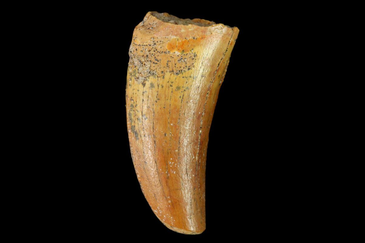 Serrated, .9" Theropod (Deltadromeus?) Pre-Max Tooth - Morocco (#159026 ...
