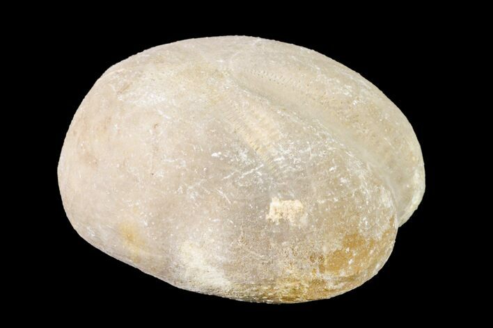 1.3" Cretaceous Sea Urchin (Heteraster) Fossil - Texas (#156349) For ...
