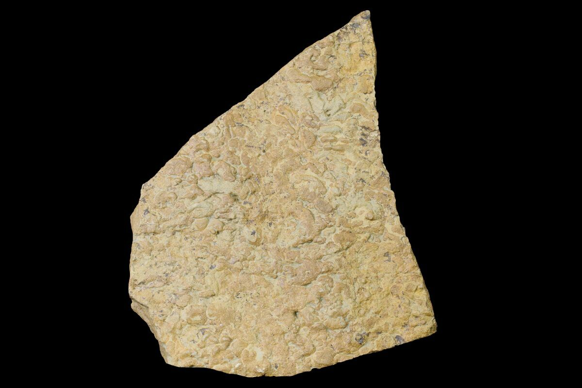 6.8" Pennsylvanian, Fossil Microbial Mat - Oklahoma (#155963) For Sale ...