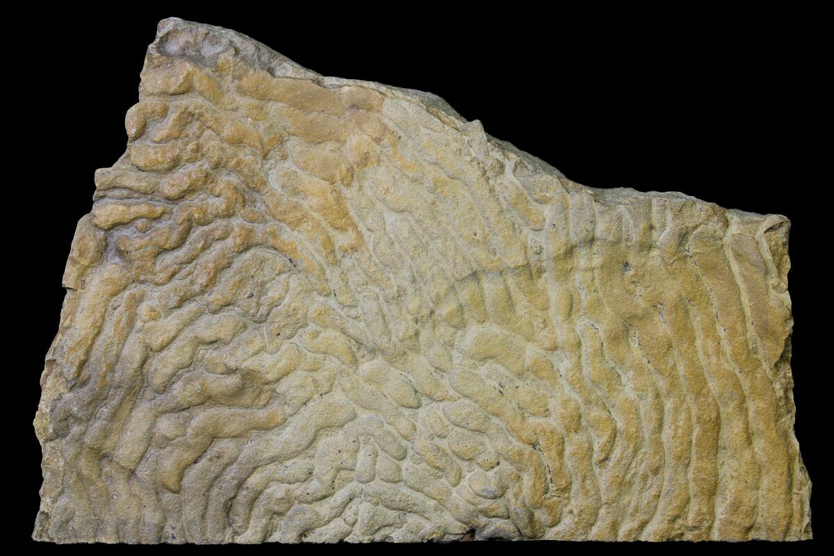 7.9" Pennsylvanian, Fossil Microbial Mat - Oklahoma (#155965) For Sale ...