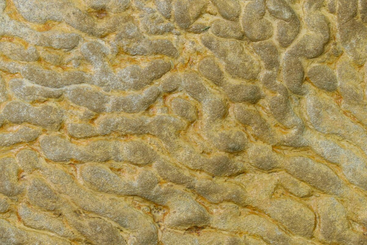 5.7" Pennsylvanian, Fossil Microbial Mat - Oklahoma (#155967) For Sale ...