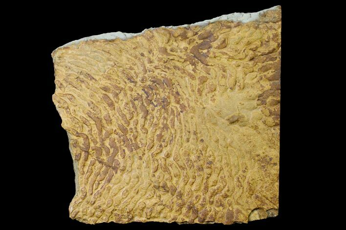 7.8" Pennsylvanian, Fossil Microbial Mat - Oklahoma (#155973) For Sale ...