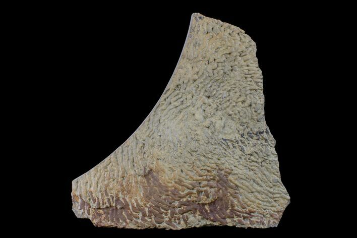 13" Pennsylvanian, Fossil Microbial Mat - Oklahoma (#155992) For Sale ...