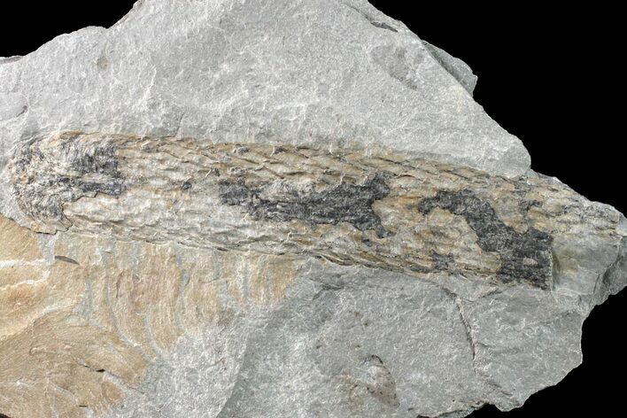 5.7" Pennsylvanian Fossil Scale Tree (Lepidodendron) Plate - Kentucky ...