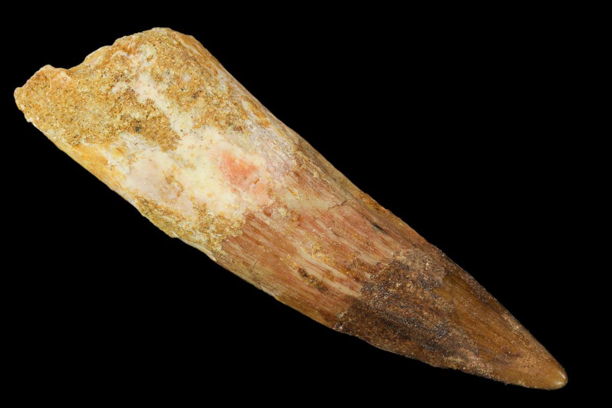 Bargain, 2.18" Spinosaurus Tooth - Composite Tooth (#162272) For Sale ...