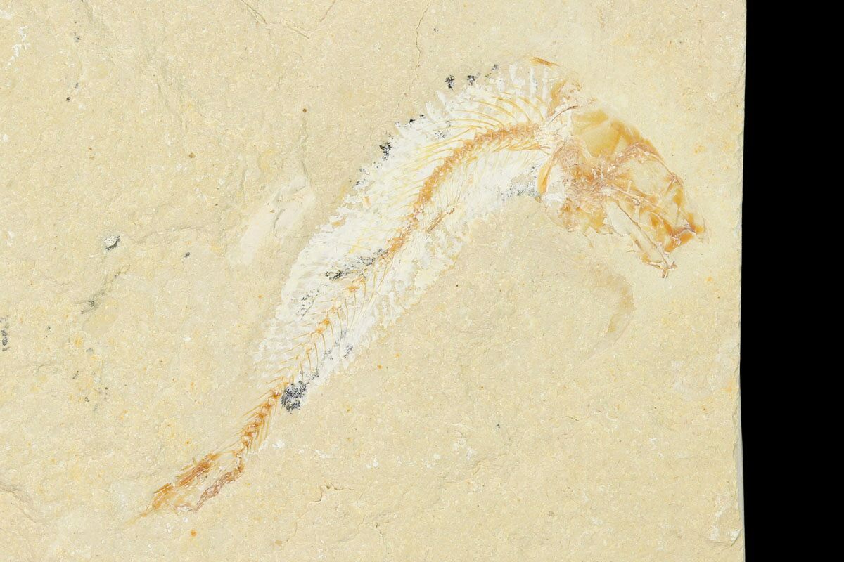 2.3" Cretaceous Fossil Fish (Gaudryella) - Lebanon (#162789) For Sale ...