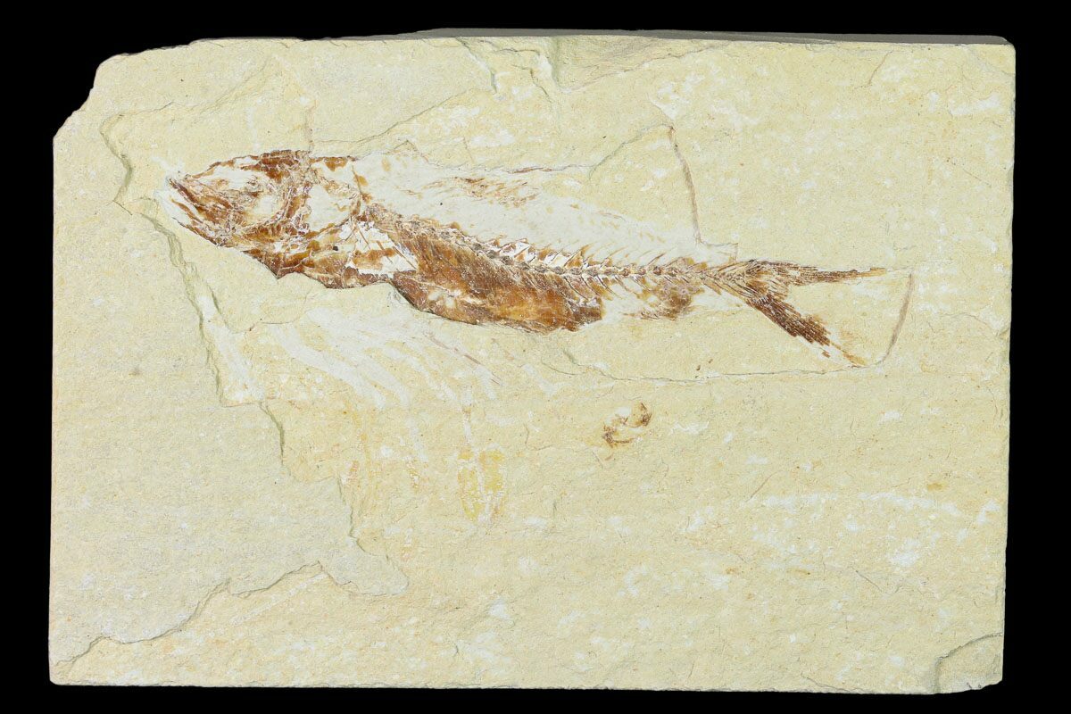 Bargain, 3" Cretaceous Fossil Fish - Lebanon (#162847) For Sale ...