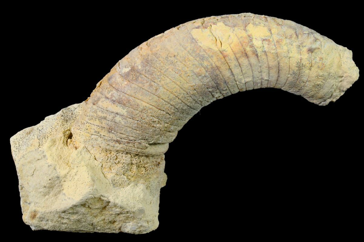 2.8" Ordovician Oncoceratid (Richardsonoceras) Fossil - Wisconsin ...