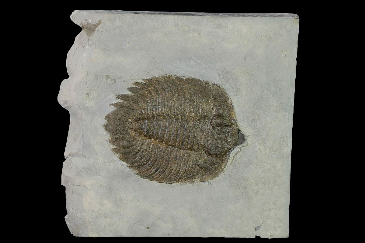 Bargain, 4.1" Arctinurus Trilobite - Classic New York Trilobite ...