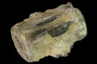 Mammal Fossils For Sale - FossilEra.com