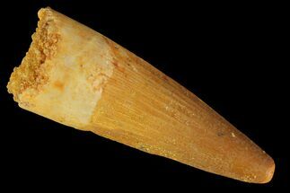 Spinosaurus Teeth For Sale - FossilEra.com