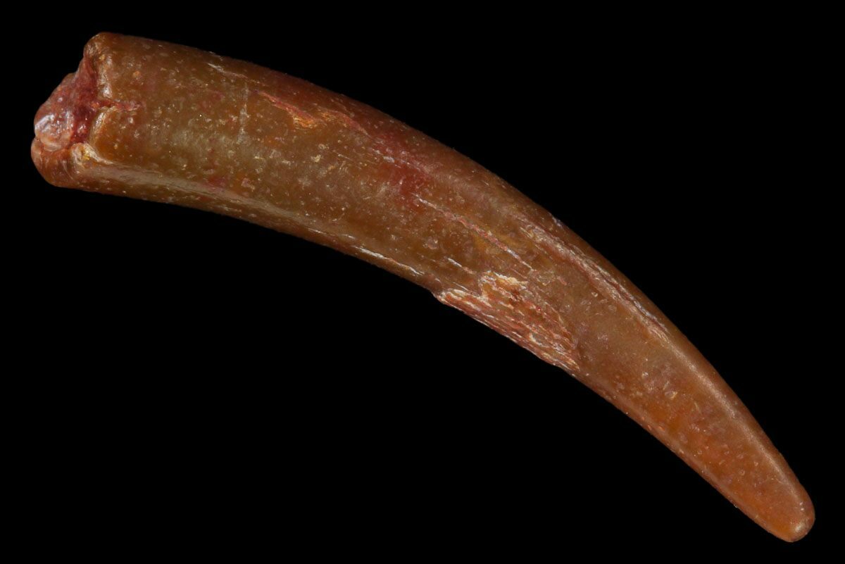 .8" Fossil Pterosaur (Siroccopteryx) Tooth - Morocco (#164257) For Sale ...