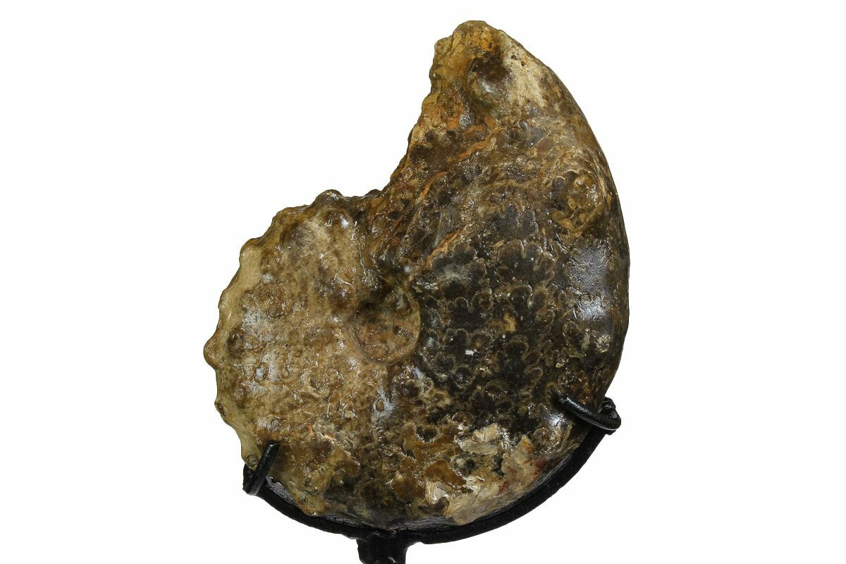 4.4" Cretaceous Ammonite (Mammites) Fossil with Metal Stand - Morocco ...
