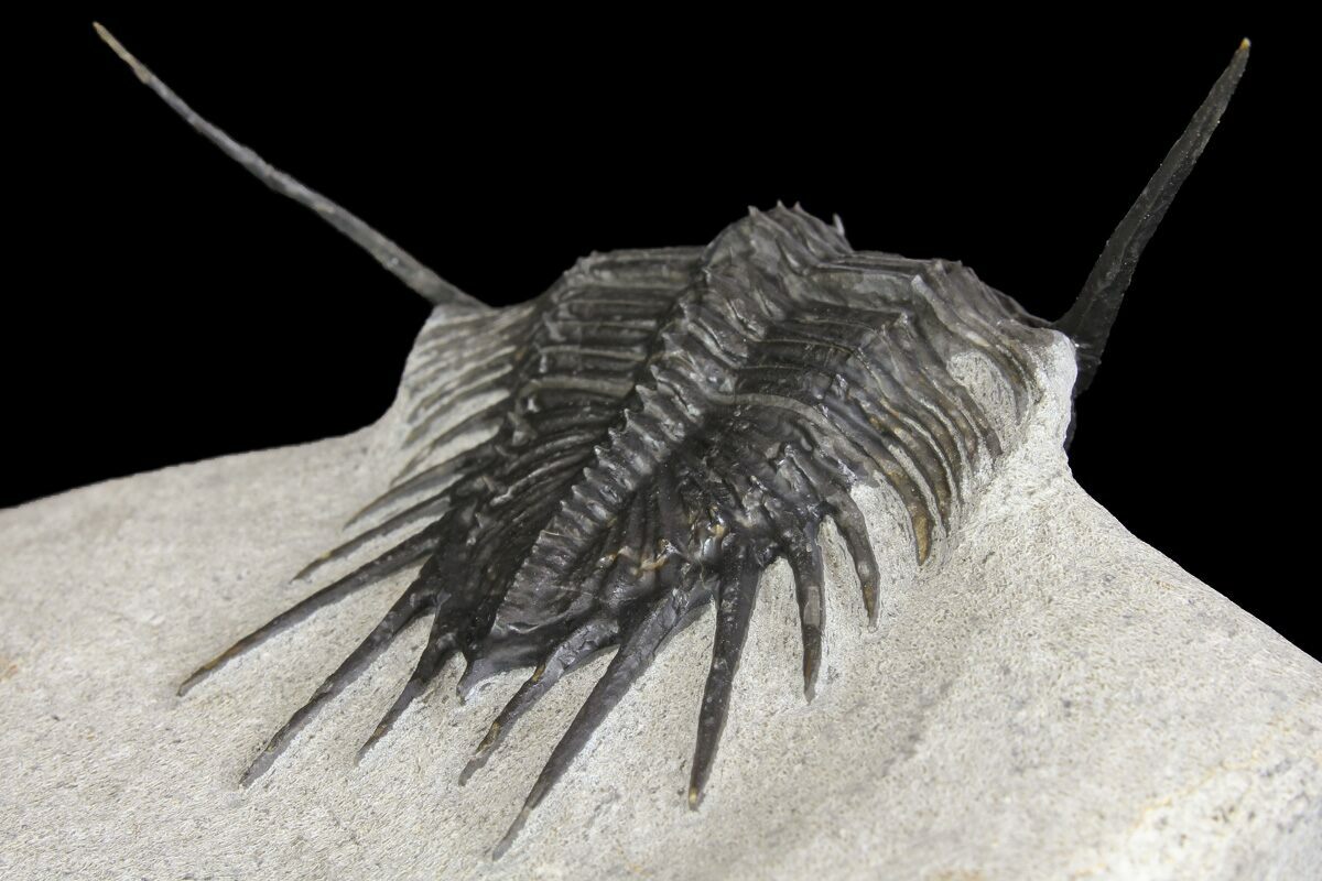 3" Spiny Psychopyge Trilobite - Short Snout Variant (#164506) For Sale ...