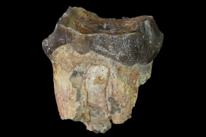 1" Fossil Running Rhino (Hyracodon) Molar - South Dakota (#160935) For ...