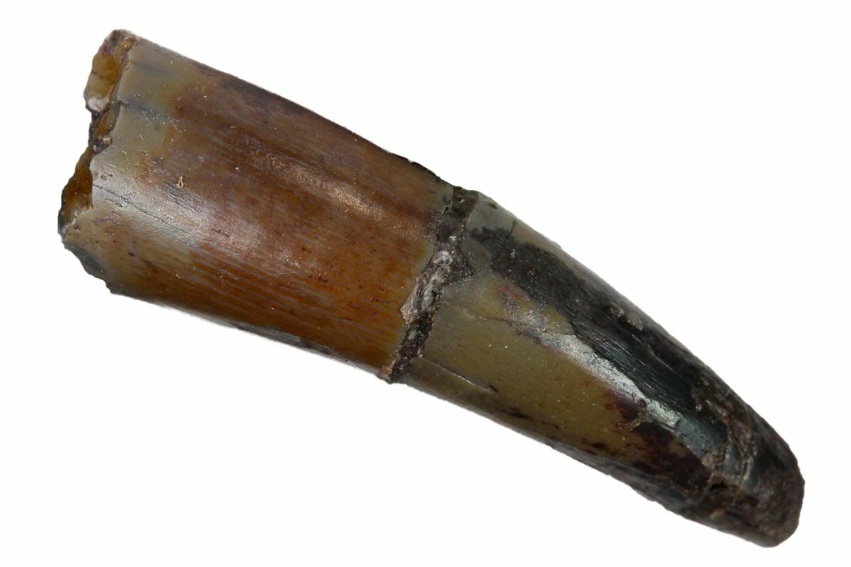 Bargain, .86" Serrated, Allosaurus Tooth - Colorado (#169046) For Sale ...