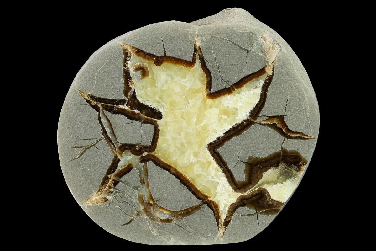 2.4" Polished Septarian Nodule Half - Utah (#169392) For Sale ...