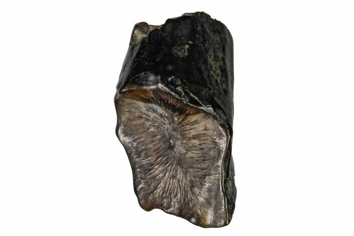 1.05" Fossil Iguanodon (Mantillisaurus) Tooth - England (#171248) For ...