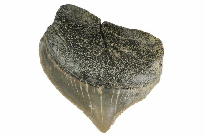 1" Fossil Crow Shark (Squalicorax) Tooth - Texas (#164674) For Sale ...