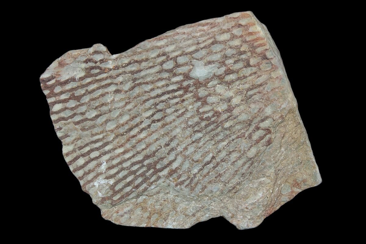 2.5" Ordovician Graptolite (Araneograptus) Plate - Morocco (#174325 ...
