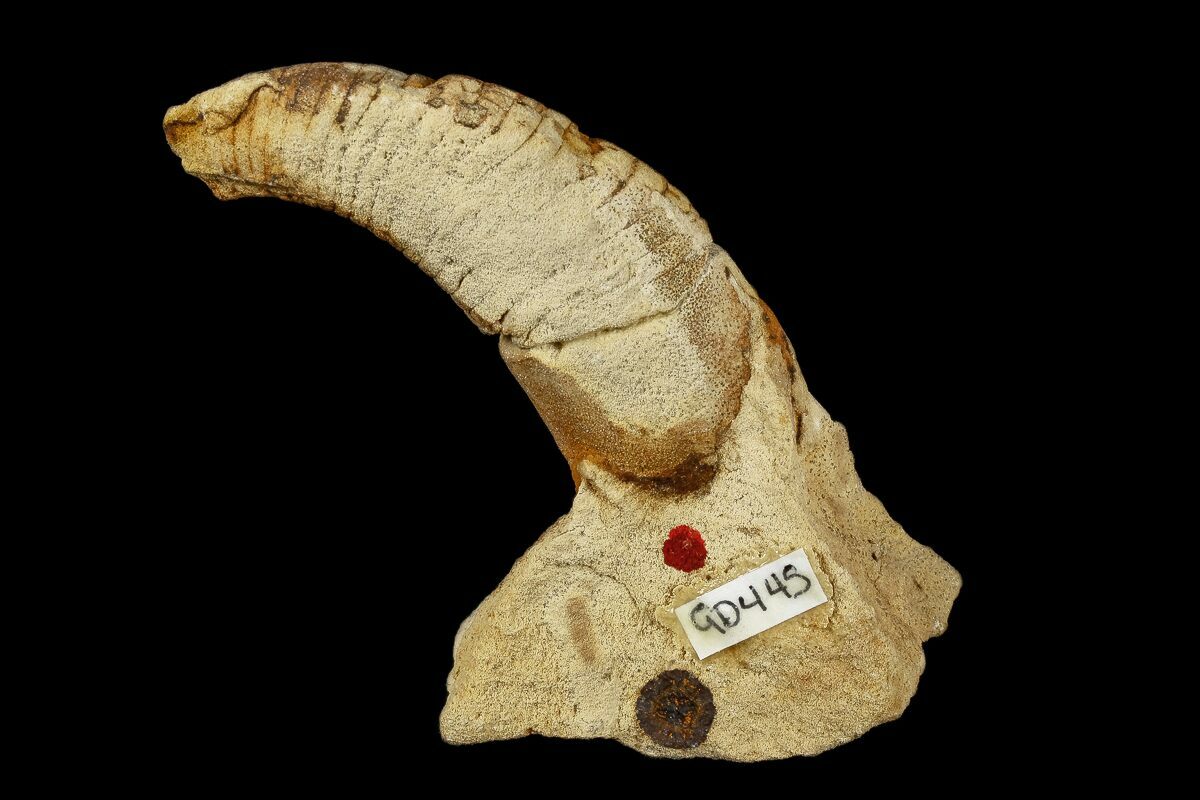 2.25" Ordovician, Oncoceratid (Beloitoceras) Fossil - Wisconsin ...