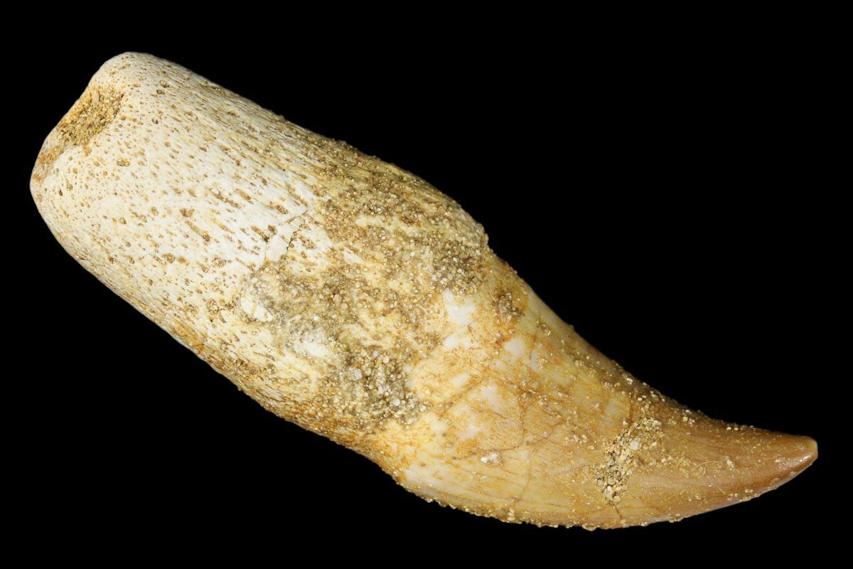 1.5" Fossil Rooted Mosasaur (Halisaurus) Tooth - Morocco (#174286) For ...
