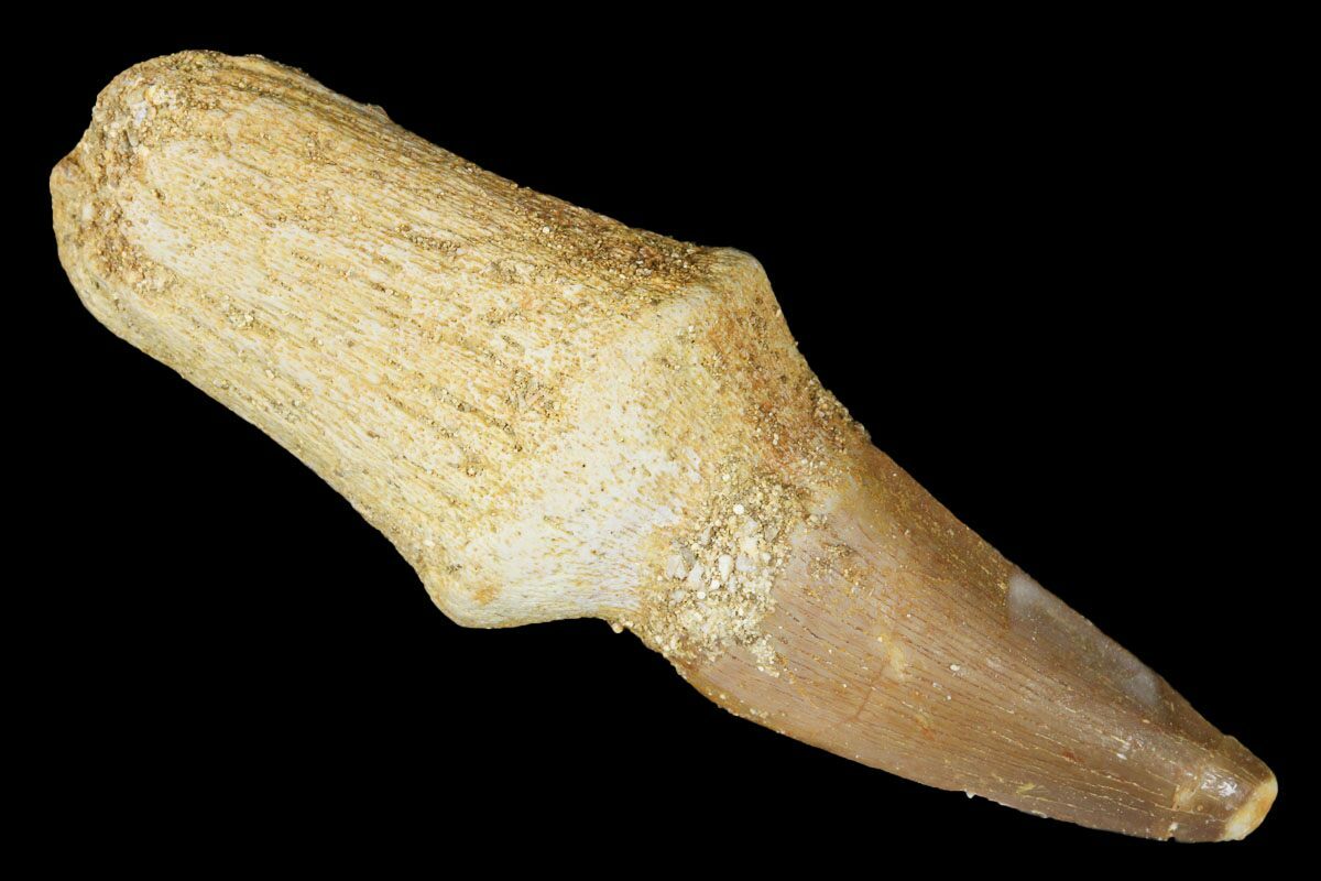 2.1" Fossil Rooted Mosasaur (Eremiasaurus) Tooth - Morocco (#174305 ...