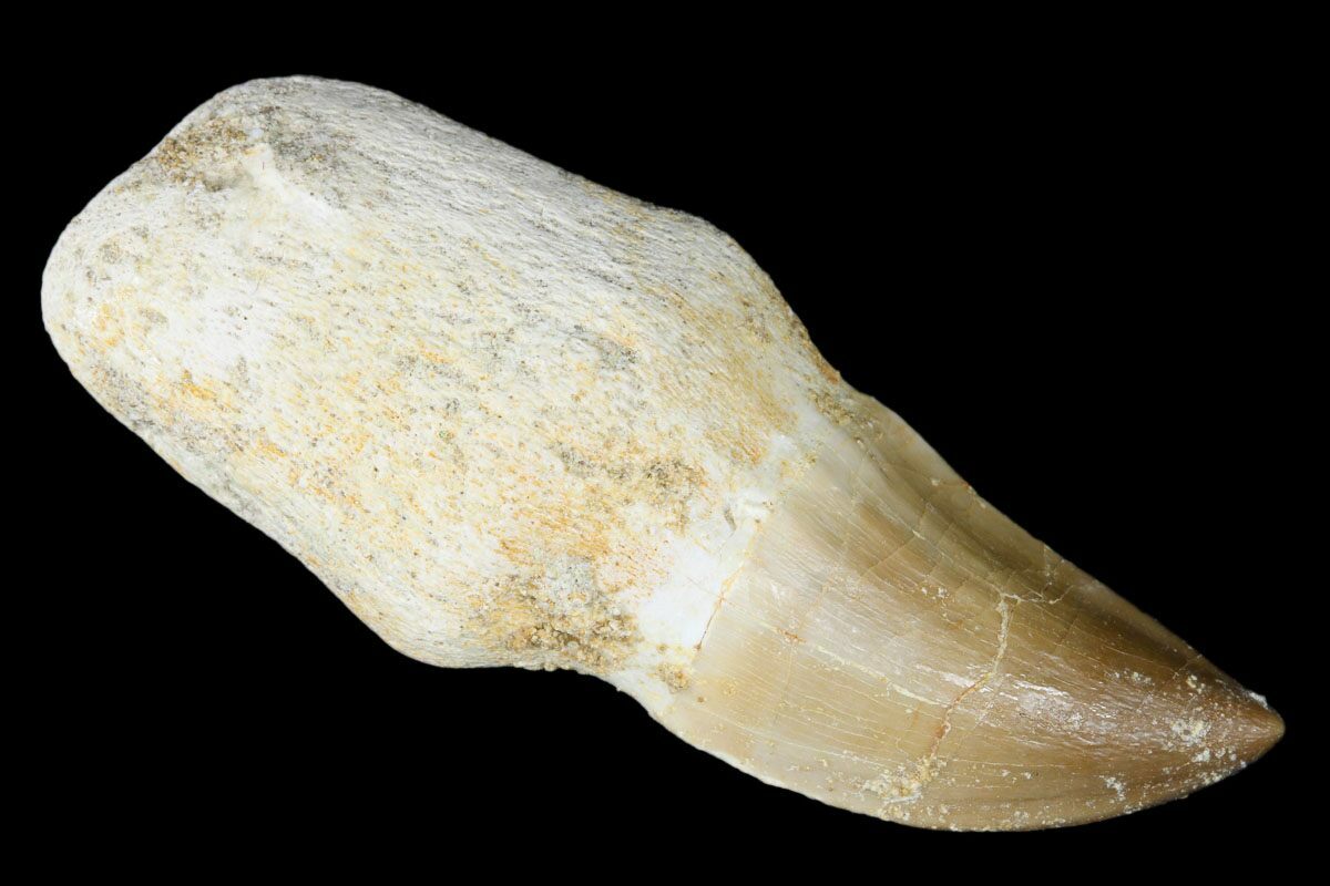 2.1" Fossil Rooted Mosasaur (Prognathodon) Tooth - Morocco (#174315 ...