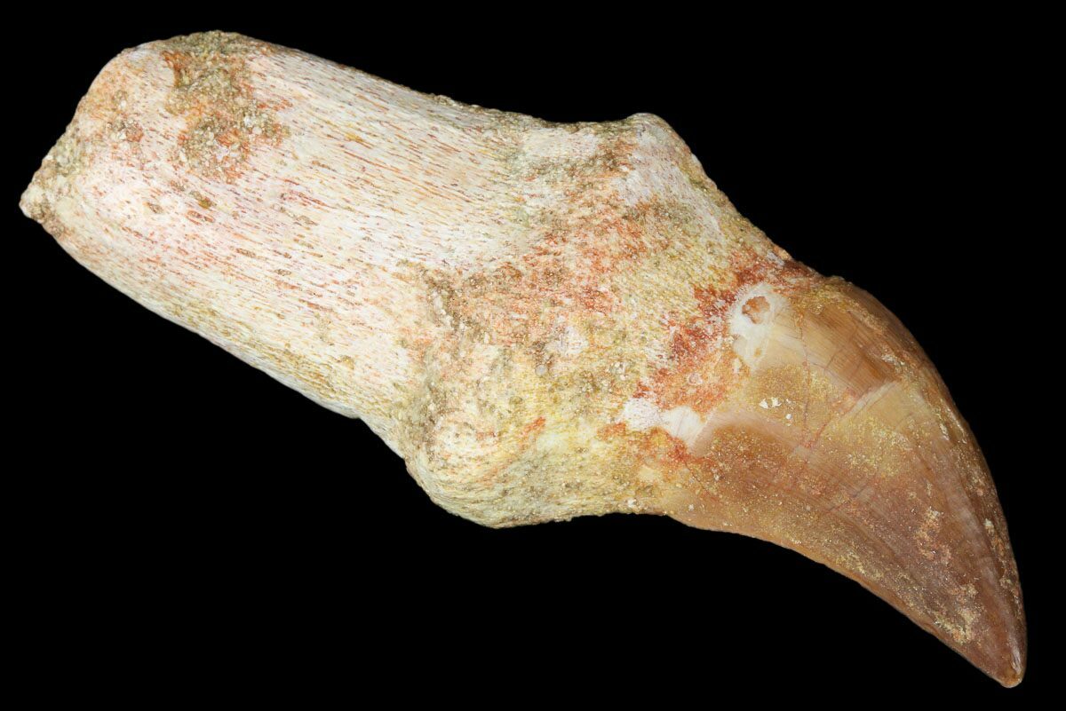 2.4" Fossil Rooted Mosasaur (Halisaurus) Tooth - Morocco (#174331) For ...