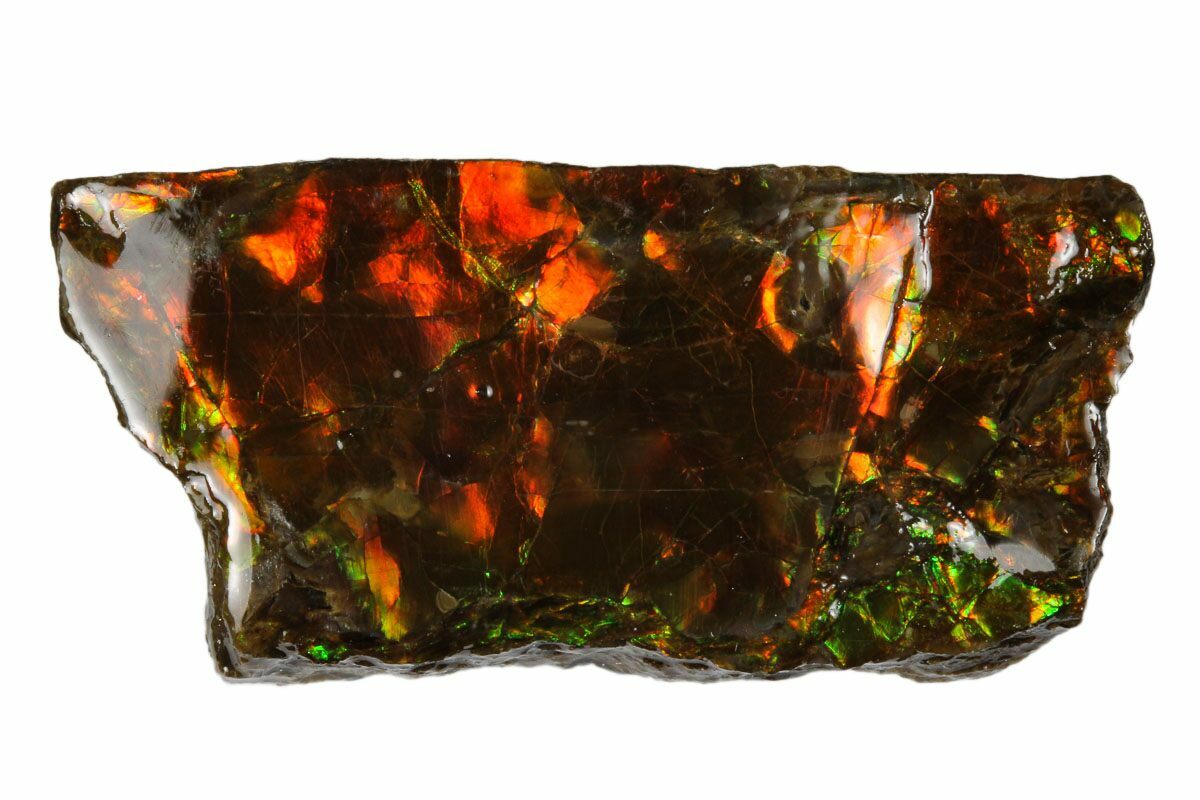 1.5" Iridescent Ammolite (Fossil Ammonite Shell) - Alberta, Canada ...