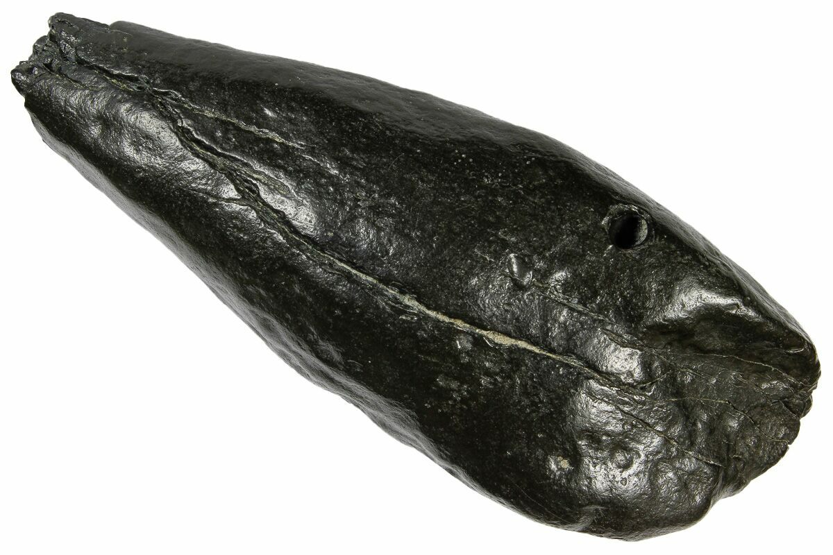 5.4" Fossil Sperm Whale (Scaldicetus) Tooth - South Carolina (#176002 ...