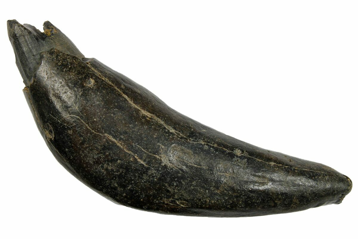 3.15" Fossil Sperm Whale (Scaldicetus) Tooth - South Carolina (#176012 ...