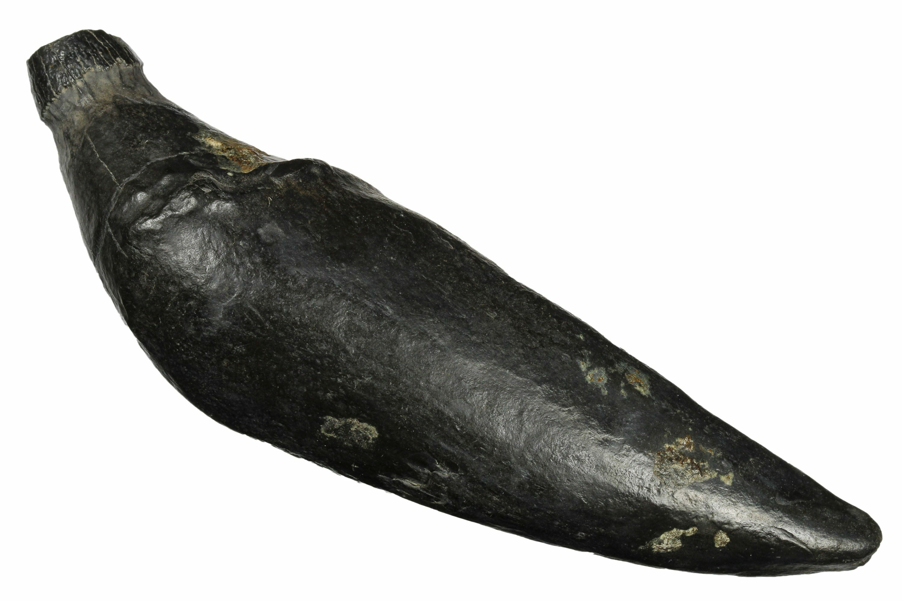 5.35" Fossil Sperm Whale (Scaldicetus) Tooth - South Carolina (#175991 ...