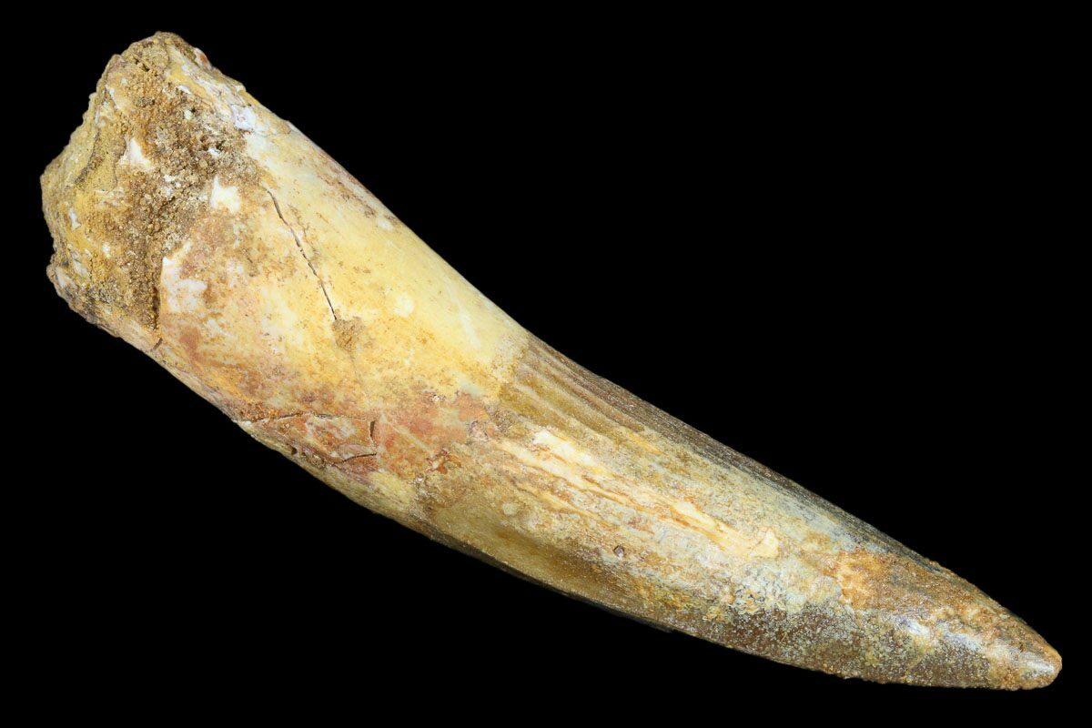 3.26" Spinosaurus Tooth - Real Dinosaur Tooth (#176650) For Sale ...