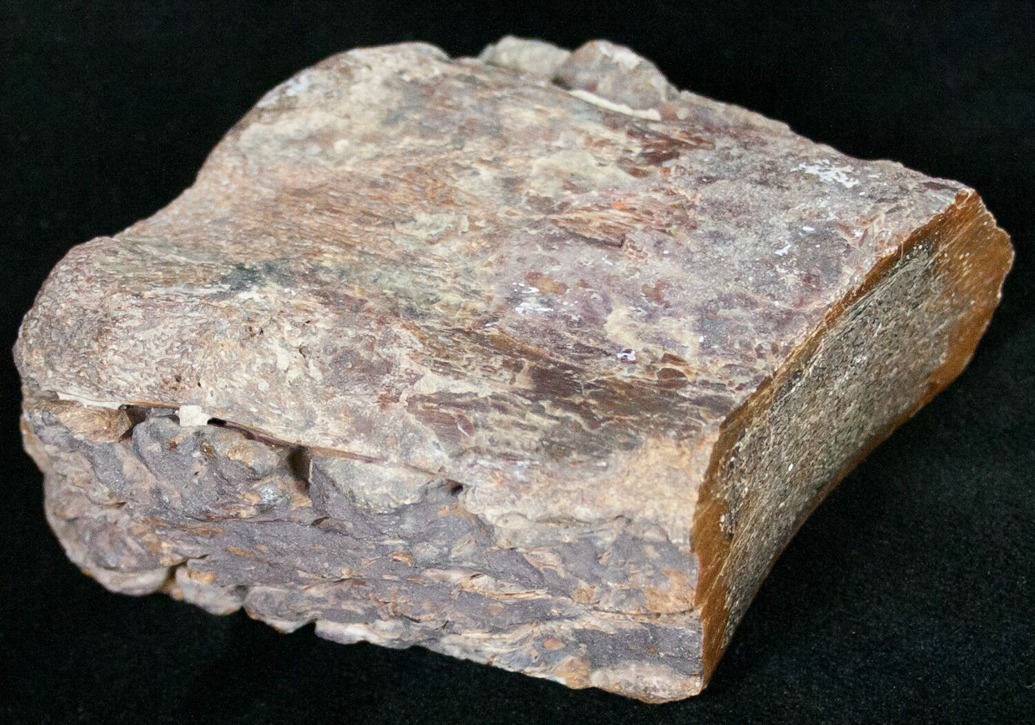 Agatized Dinosaur Bone - Polished (#11444) For Sale - FossilEra.com