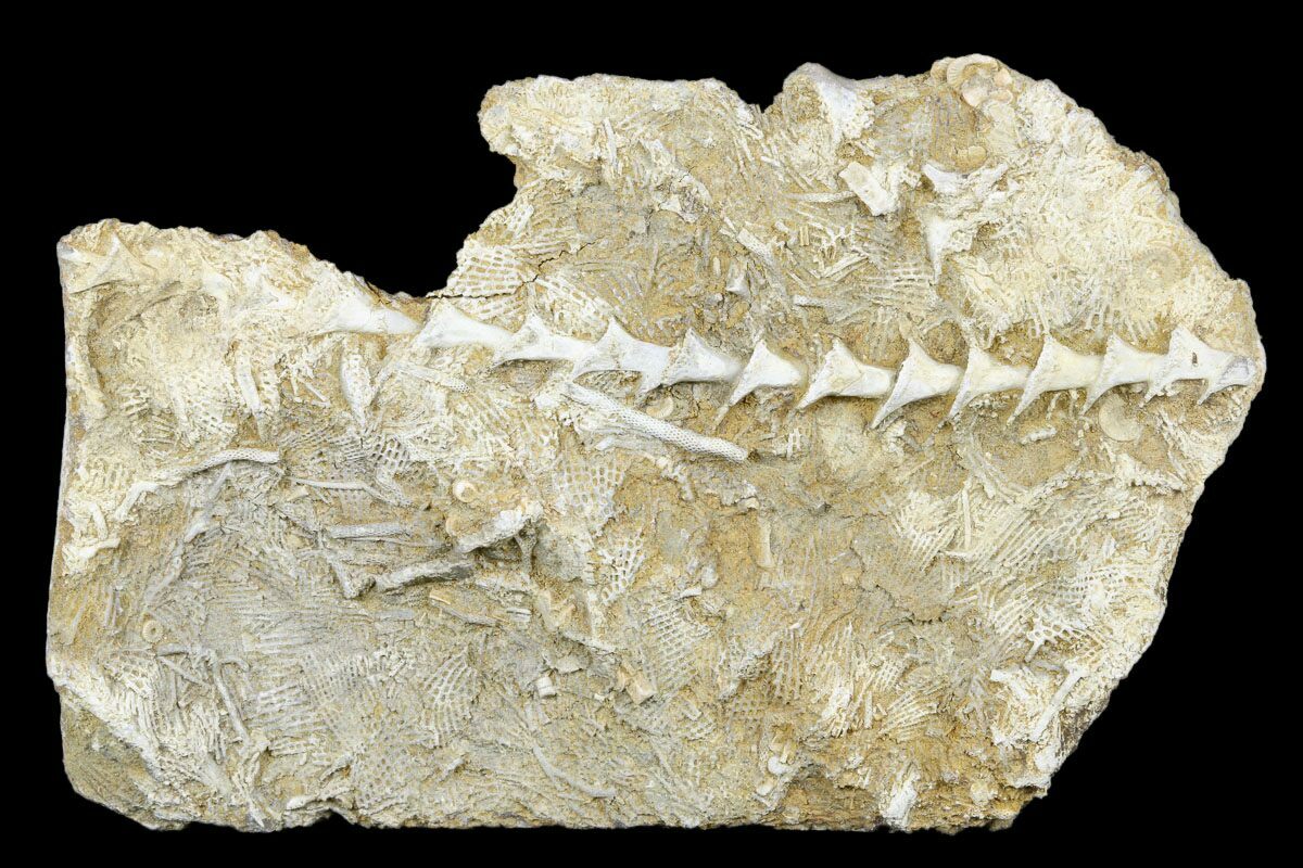 2.9" Archimedes Screw Bryozoan Fossil - Alabama (#178198) For Sale ...