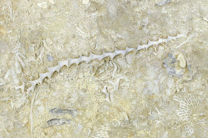 4.9" Plate of Archimedes Screw Bryozoan Fossils - Alabama (#178264) For ...