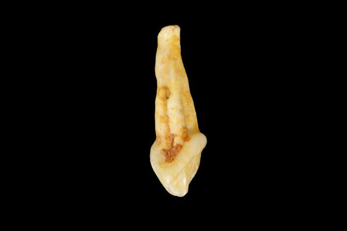 .18" Eocene Primate (Necrolemur) Rooted Tooth Fossil - France (#179986 ...