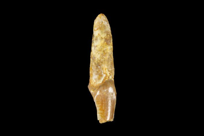 .22" Eocene Primate (Necrolemur) Rooted Tooth Fossil - France (#179987 ...