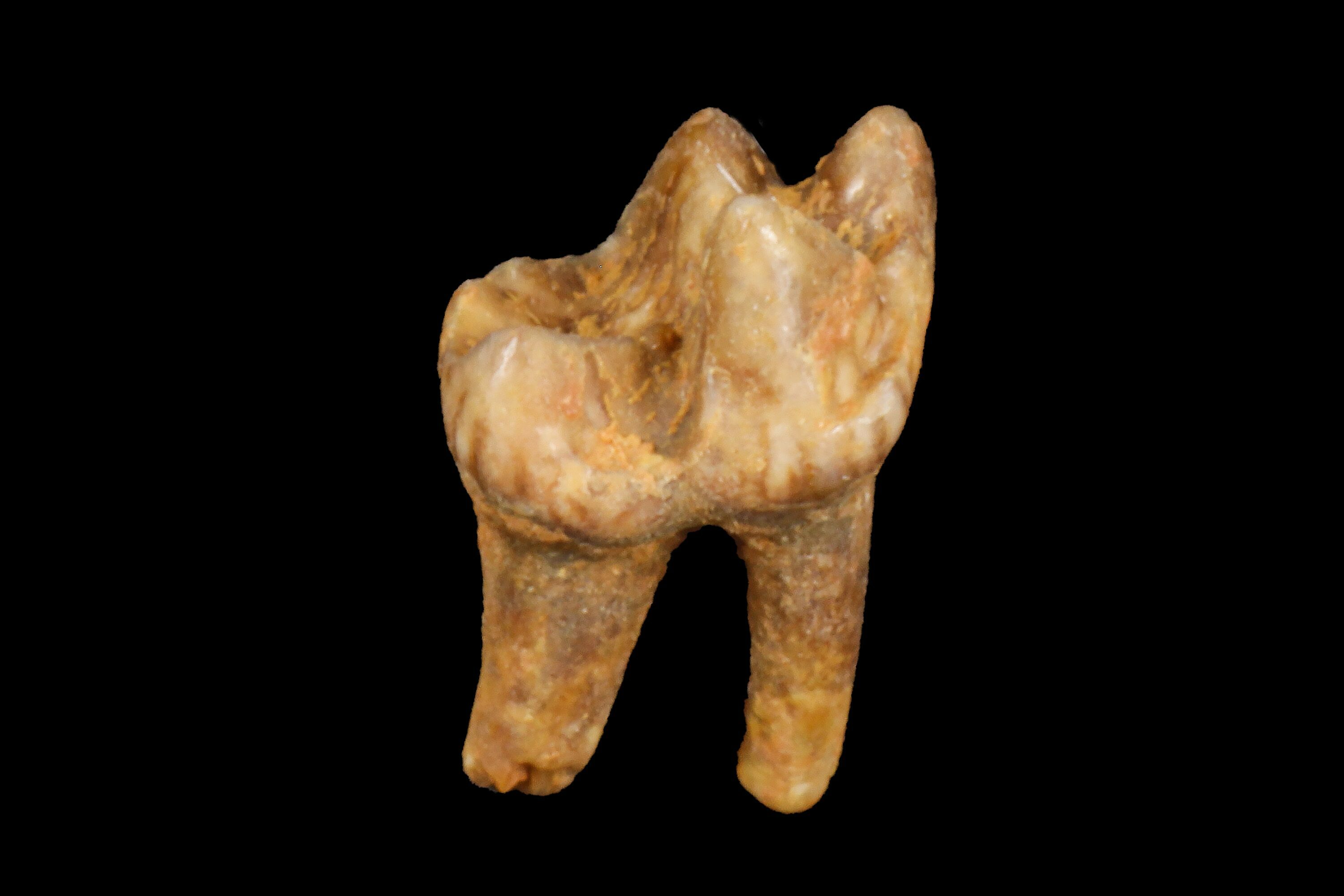 .13" Eocene Primate (Necrolemur) Rooted Tooth Fossil - France (#179993 ...