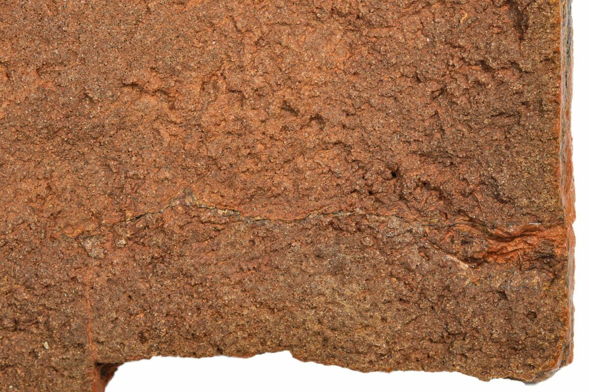 5.7" Horodyskia Fossil Slab - Oldest Known Multicellular Life (#180046 ...
