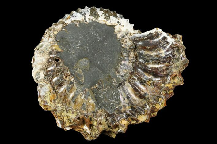 2.7" Jurassic Ammonite Fossil - Russia (#181230) For Sale - FossilEra.com