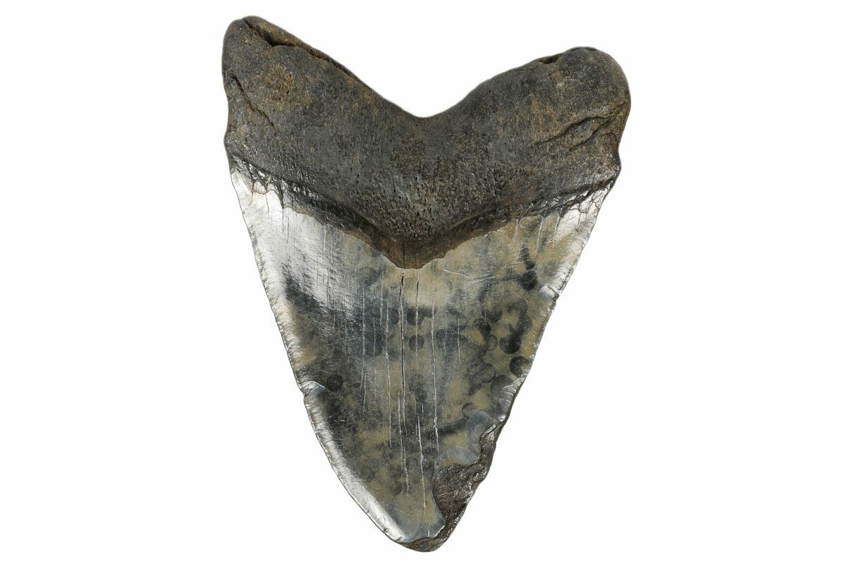 5.84" Fossil Megalodon Tooth - Huge Meg Tooth (#180964) For Sale ...
