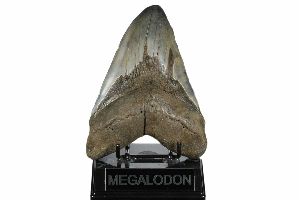 5.84" Fossil Megalodon Tooth - Huge Meg Tooth (#180964) For Sale ...